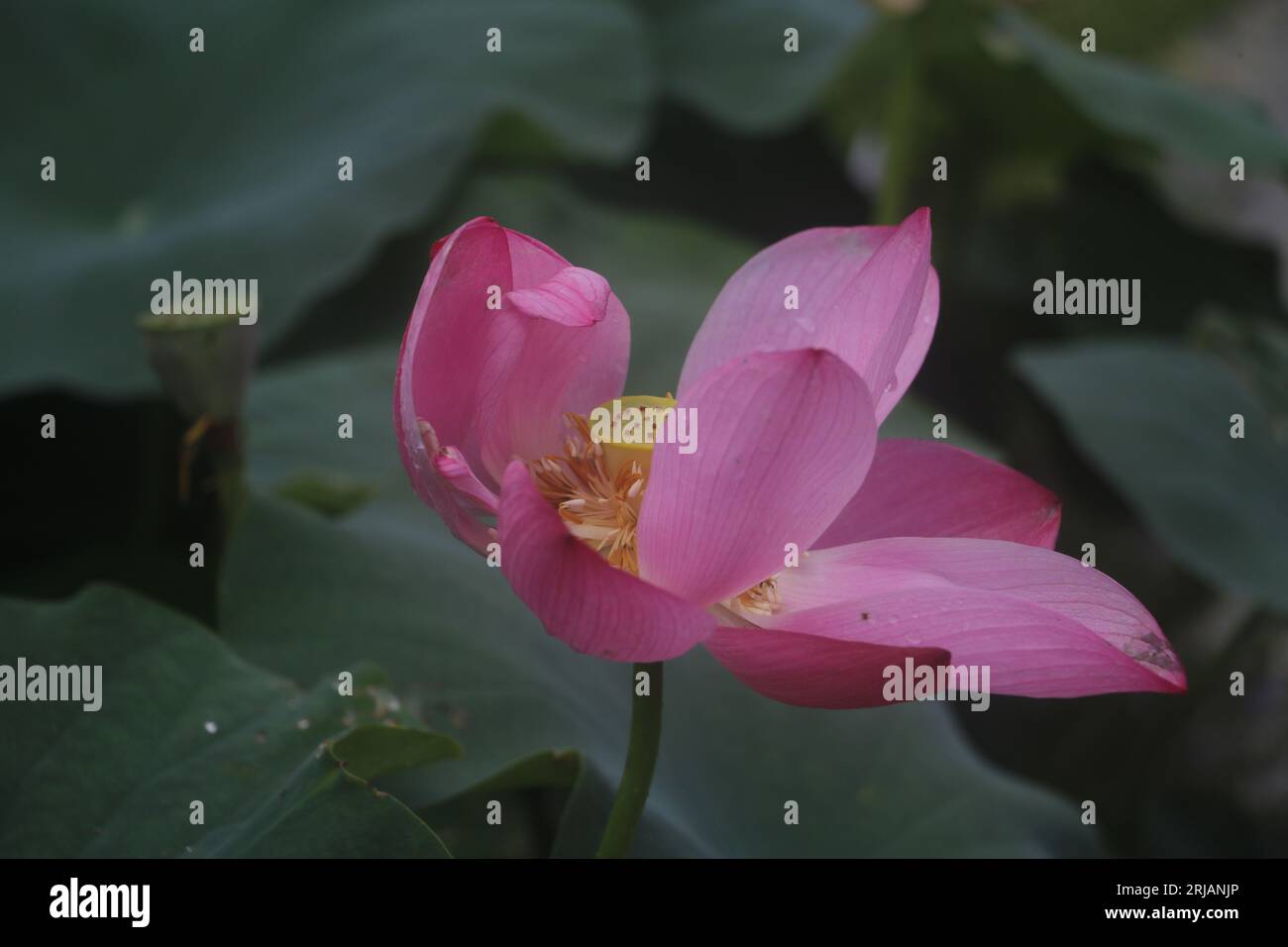 A close-up of a vibrant pink Nut-bearing lotus (Nelumbo nucifera ...
