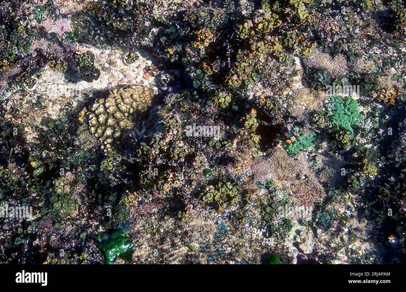 Detailed view of the algae-reef-flat of "South Beach Reef", Rarotonga ...