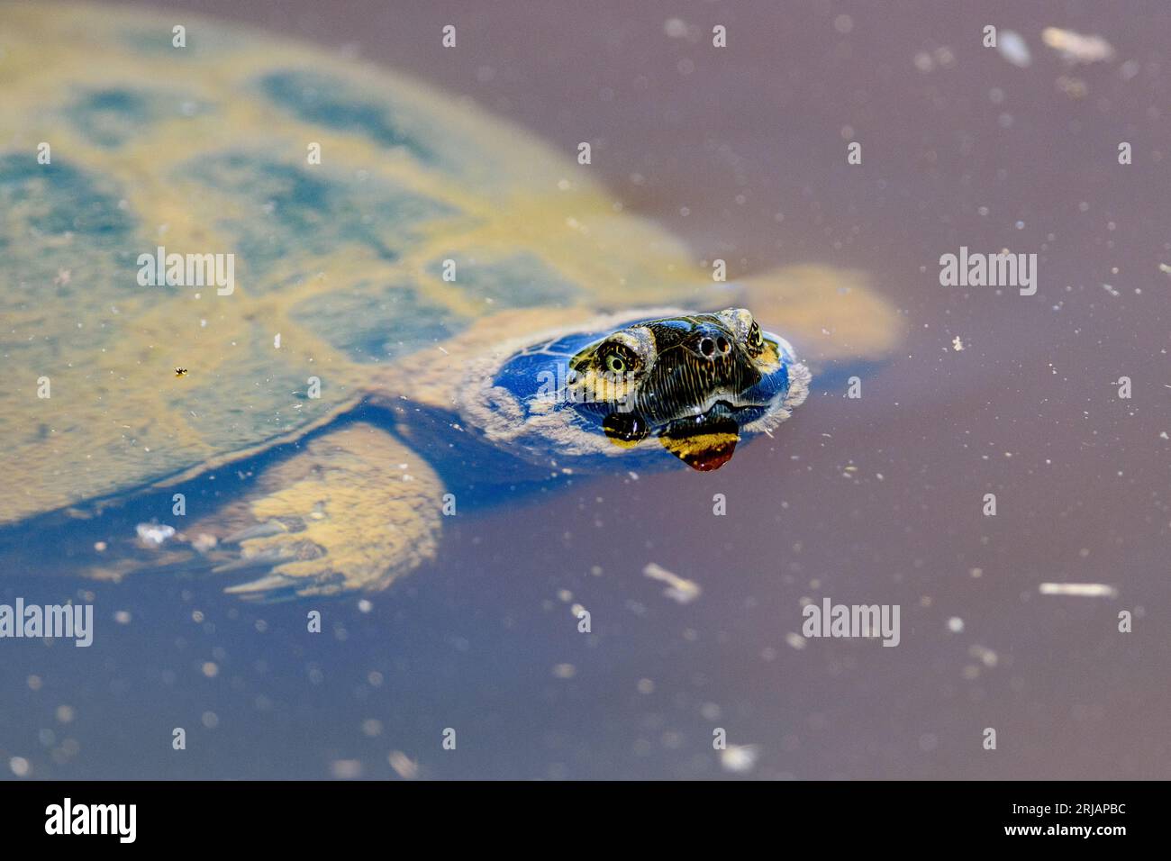 Serrated hinged terrapin (Pelusios sinuatus) from Kruger NP, South ...