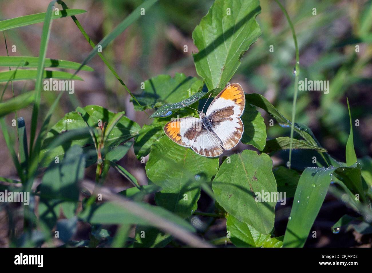 Colotis hi-res stock photography and images - Alamy