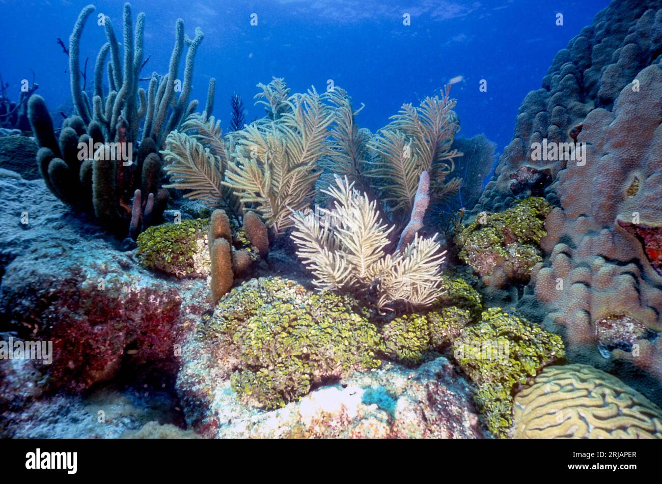 Coral reefs florida keys hi-res stock photography and images - Alamy
