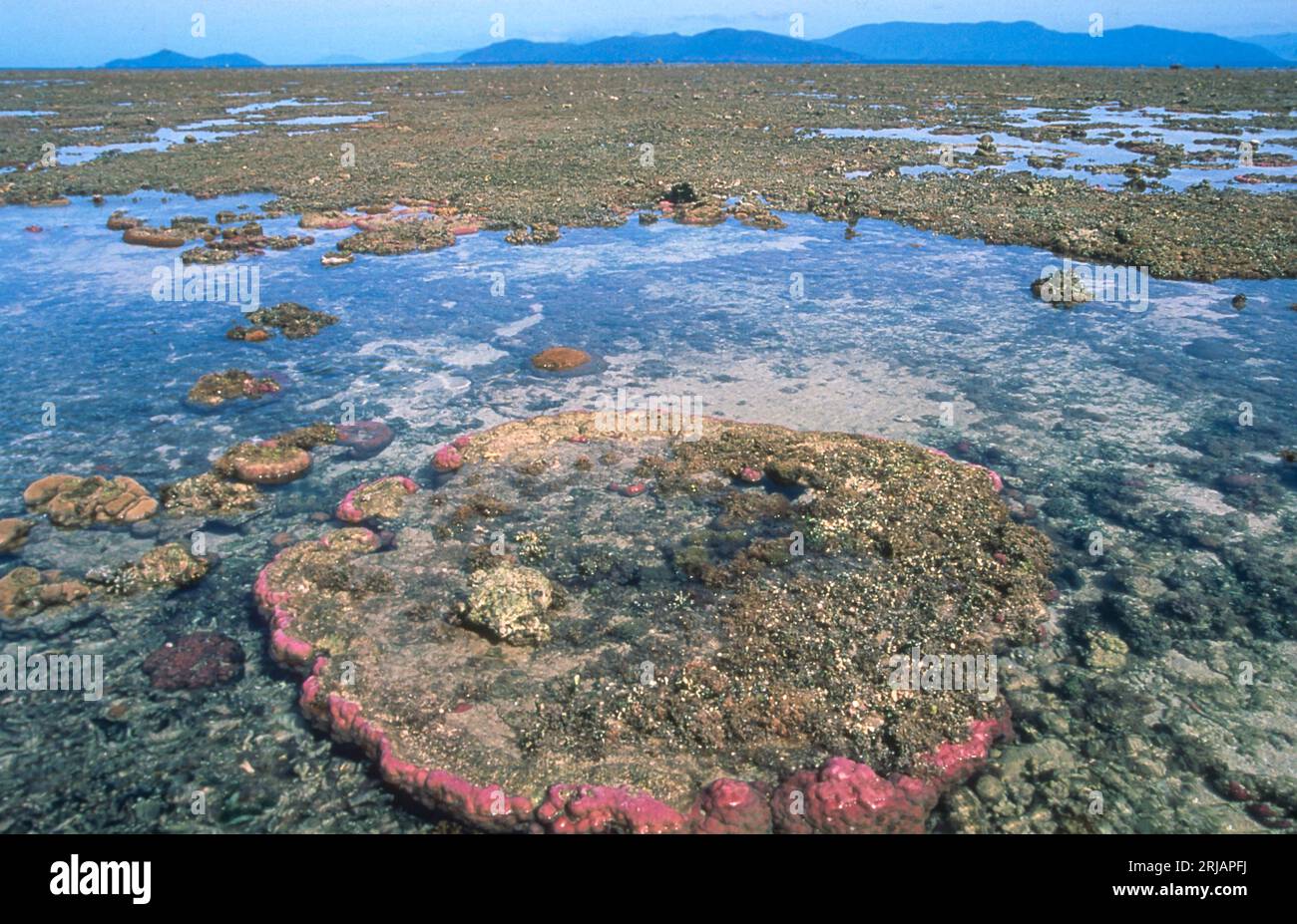 Microatoll hi-res stock photography and images - Alamy