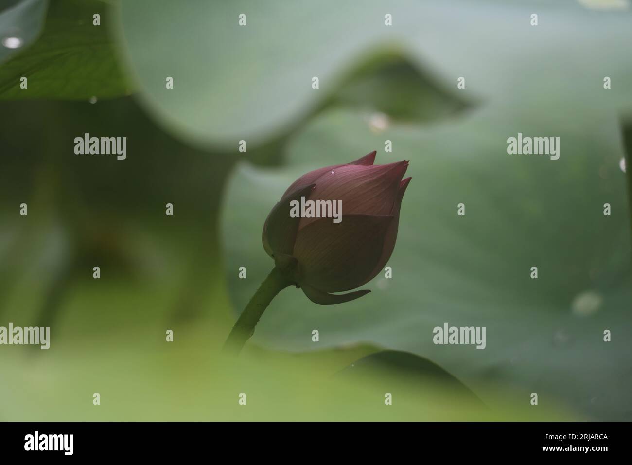 Lotus nut bearing nelumbo nucifera hi-res stock photography and images ...