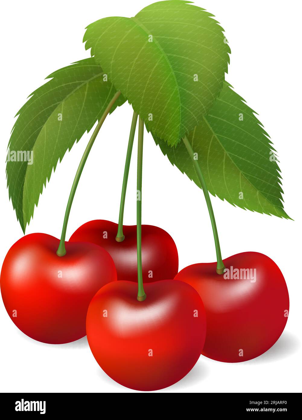 Closeup tasty red cherries Stock Vector Images - Alamy