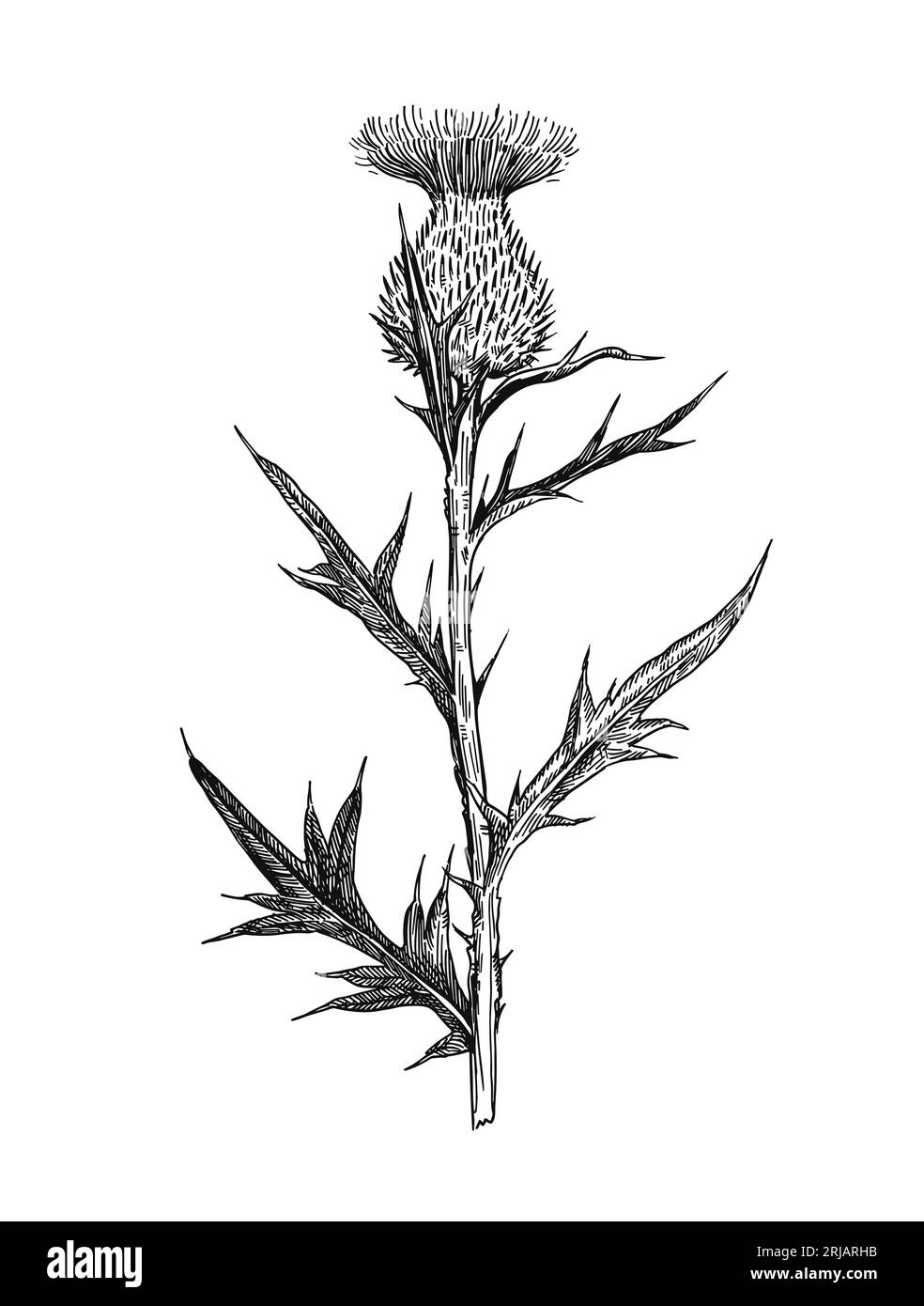 Thistle Drawing