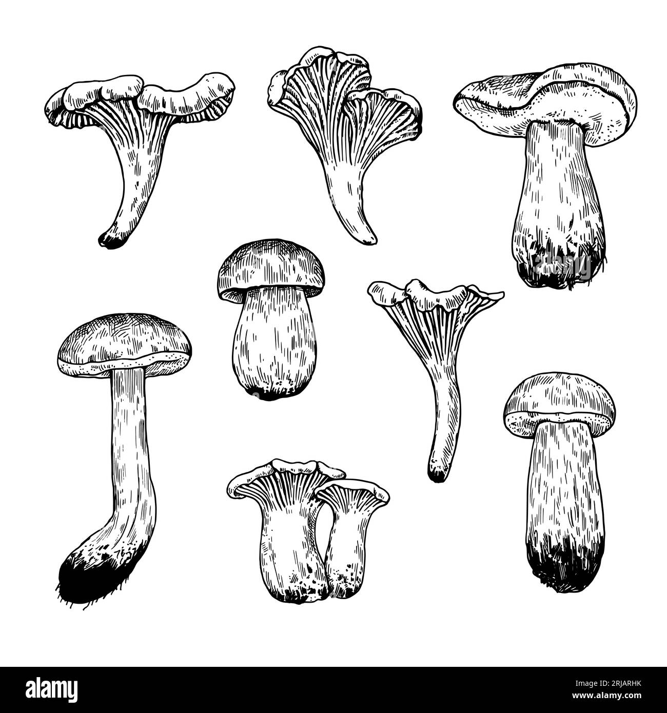 Mushrooms illustration in engraving style. Black ink drawing of boletus ...