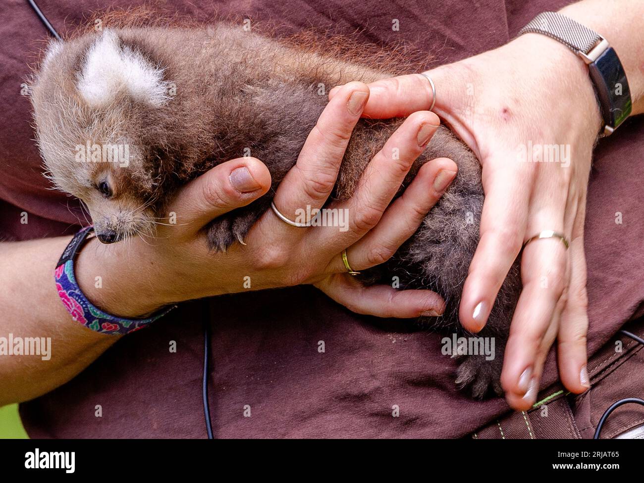 Panda activities hi-res stock photography and images - Alamy