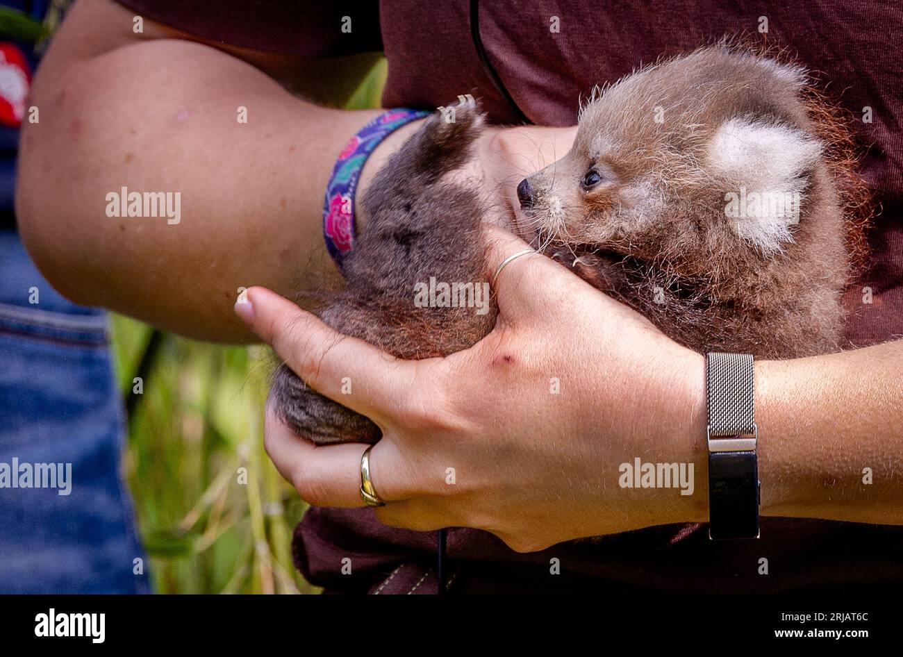 Schwerin, Germany. 22nd Aug, 2023. A zookeeper holds a young red panda ...