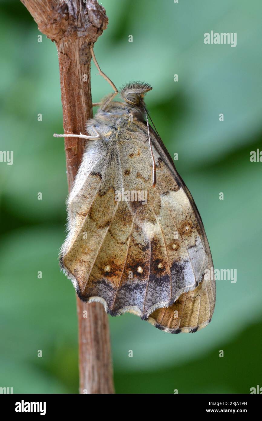 Male speckled wood hi-res stock photography and images - Alamy