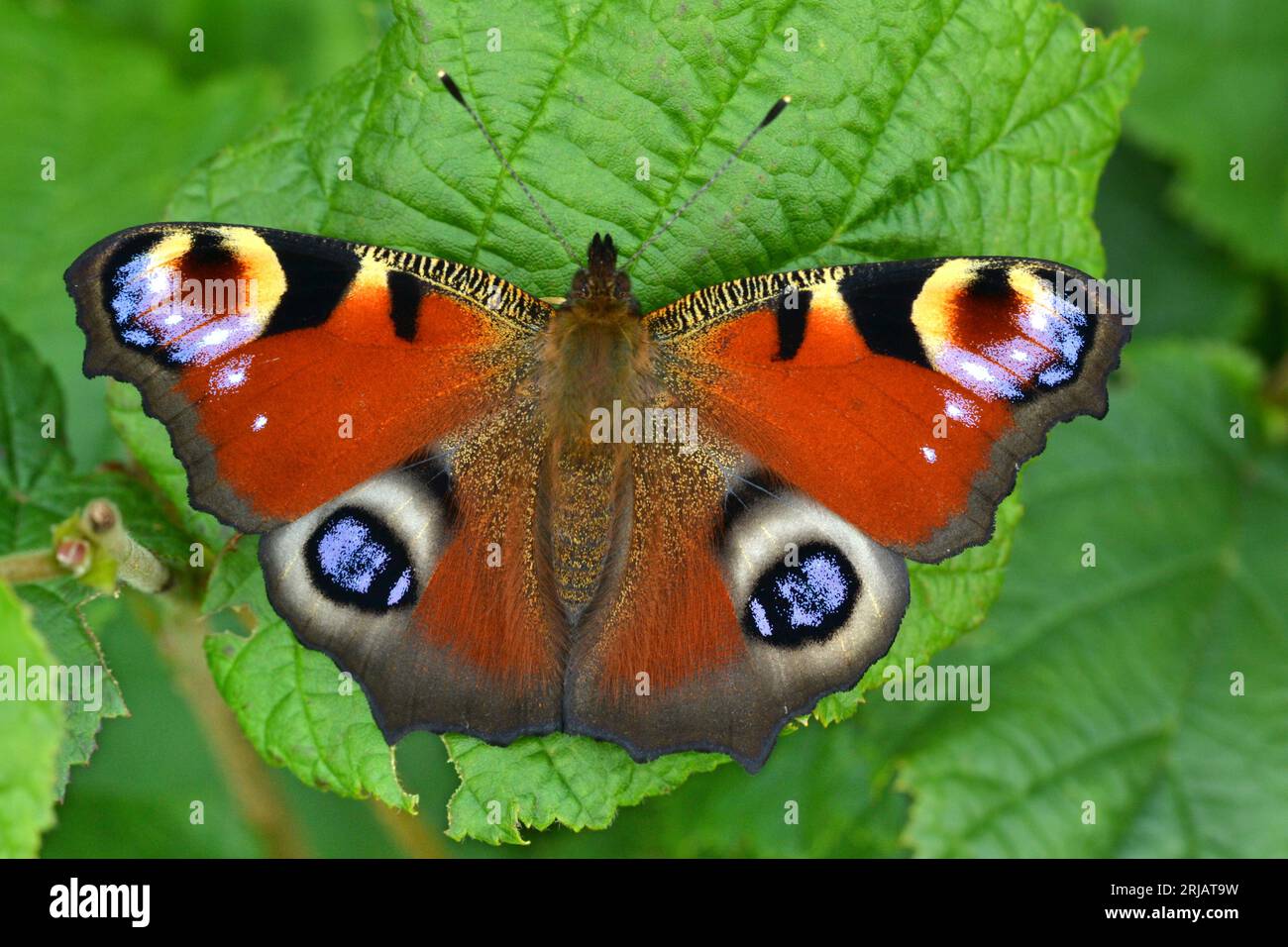 Butterfly blue brown eyes yellow hi-res stock photography and images ...
