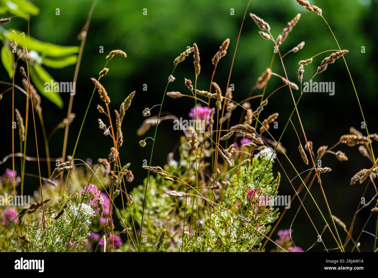 A close up closeup view of various grasses growing in the countryside ...