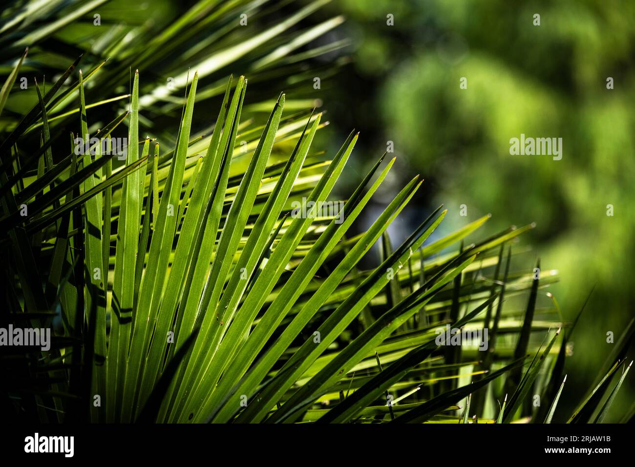 A close closeup of the spiky fan shaped leaves of a Trachycarpus ...