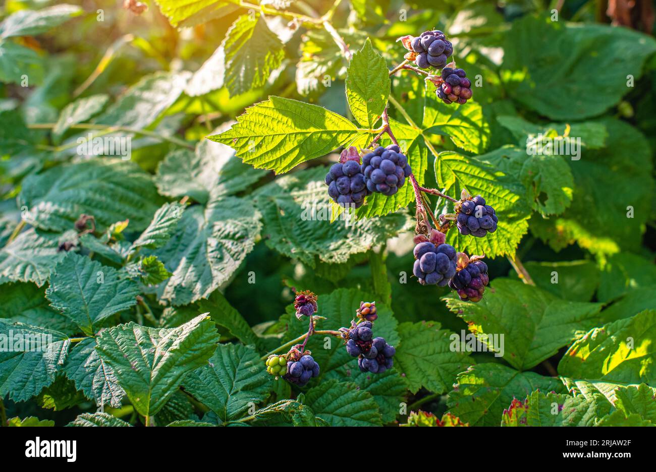 Branch blackberries in summer forest hi-res stock photography and ...