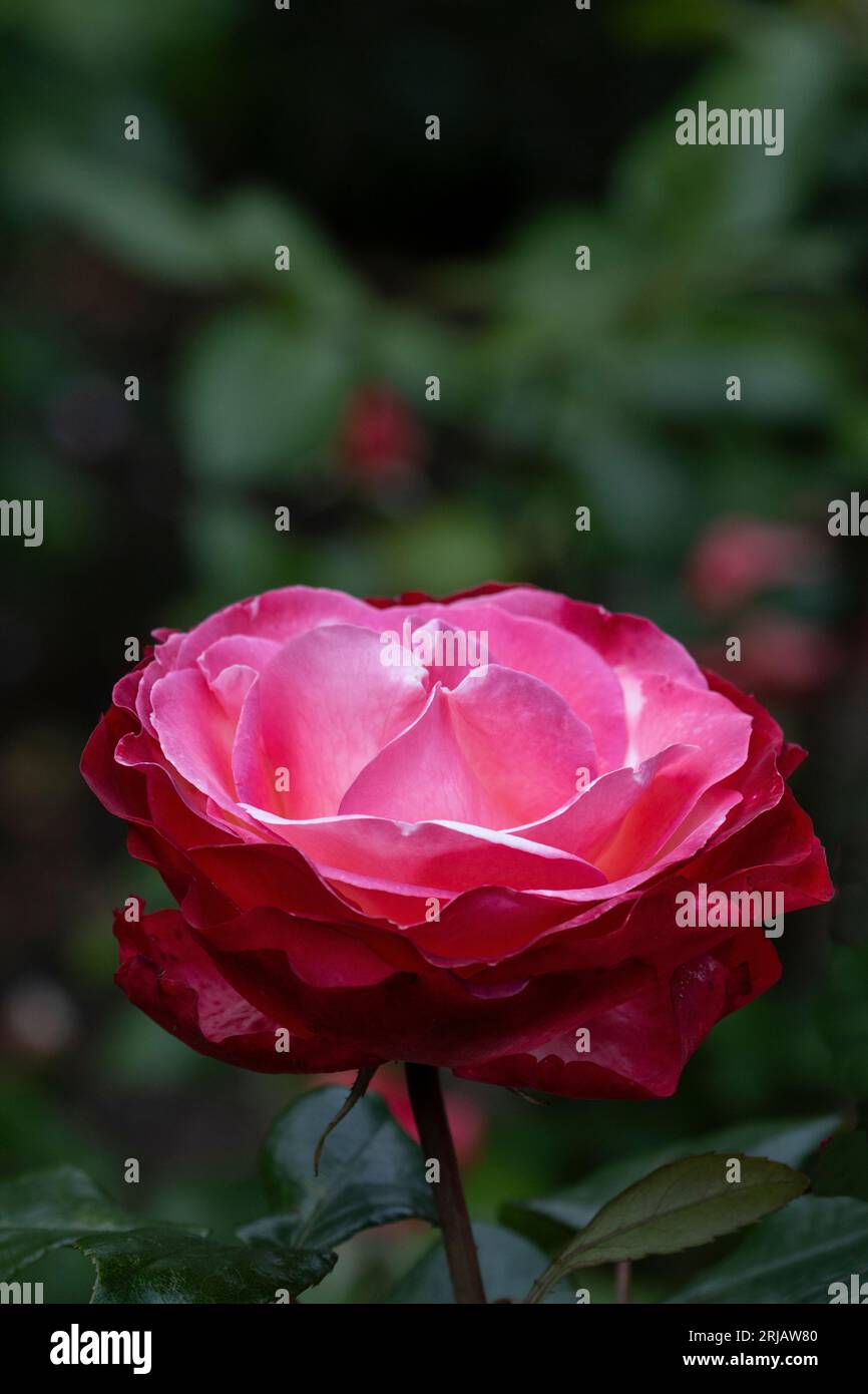 Two tone rose flower hi-res stock photography and images - Alamy