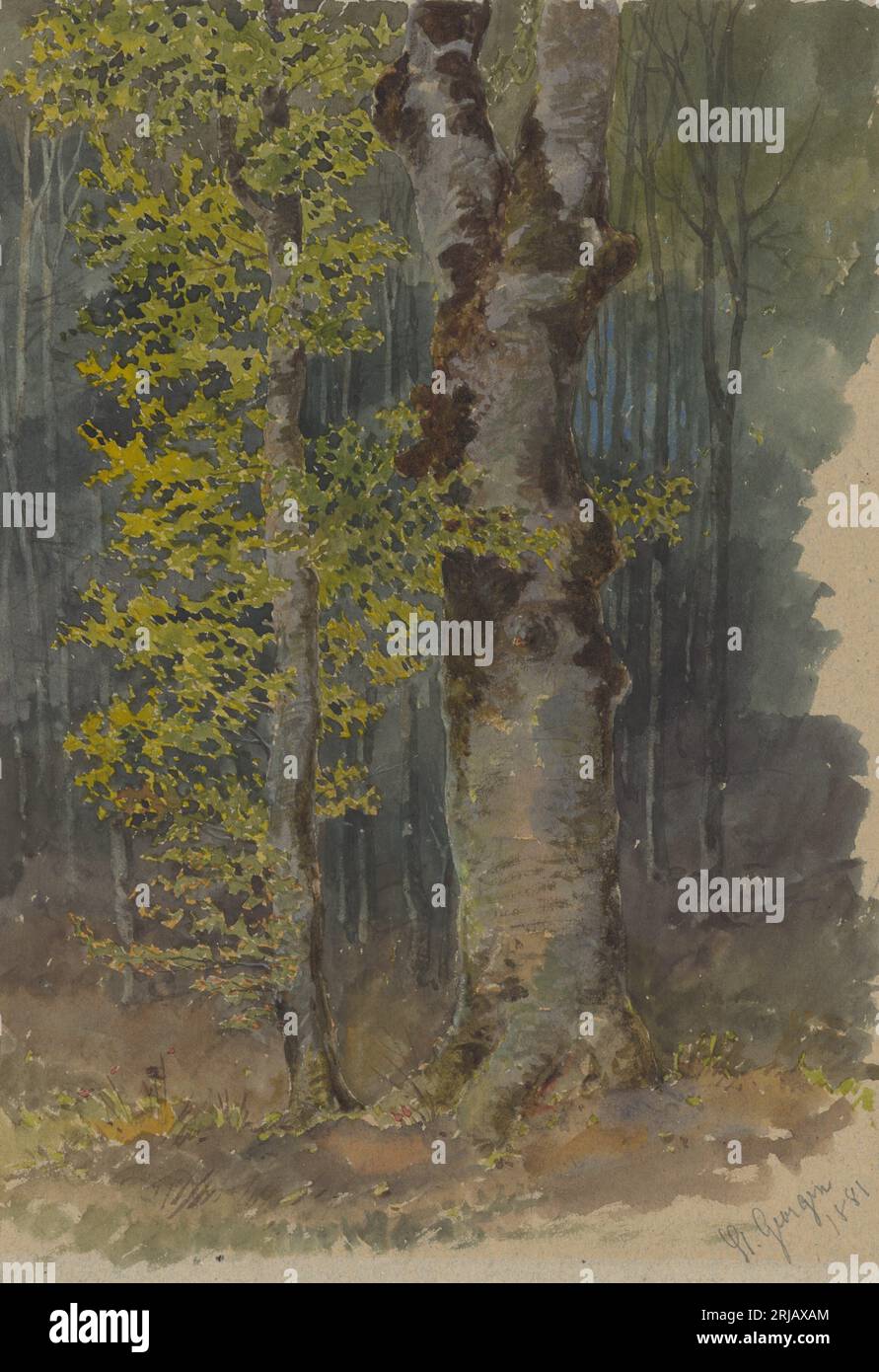 Study of a Trunk Branching Out by Friedrich Carl von Scheidlin Stock ...