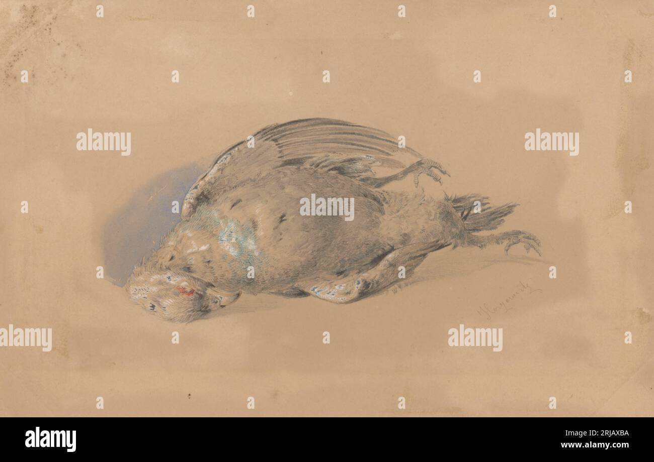 Dead Grouse between 1836 and 1856 by Friedrich Carl von Scheidlin Stock ...