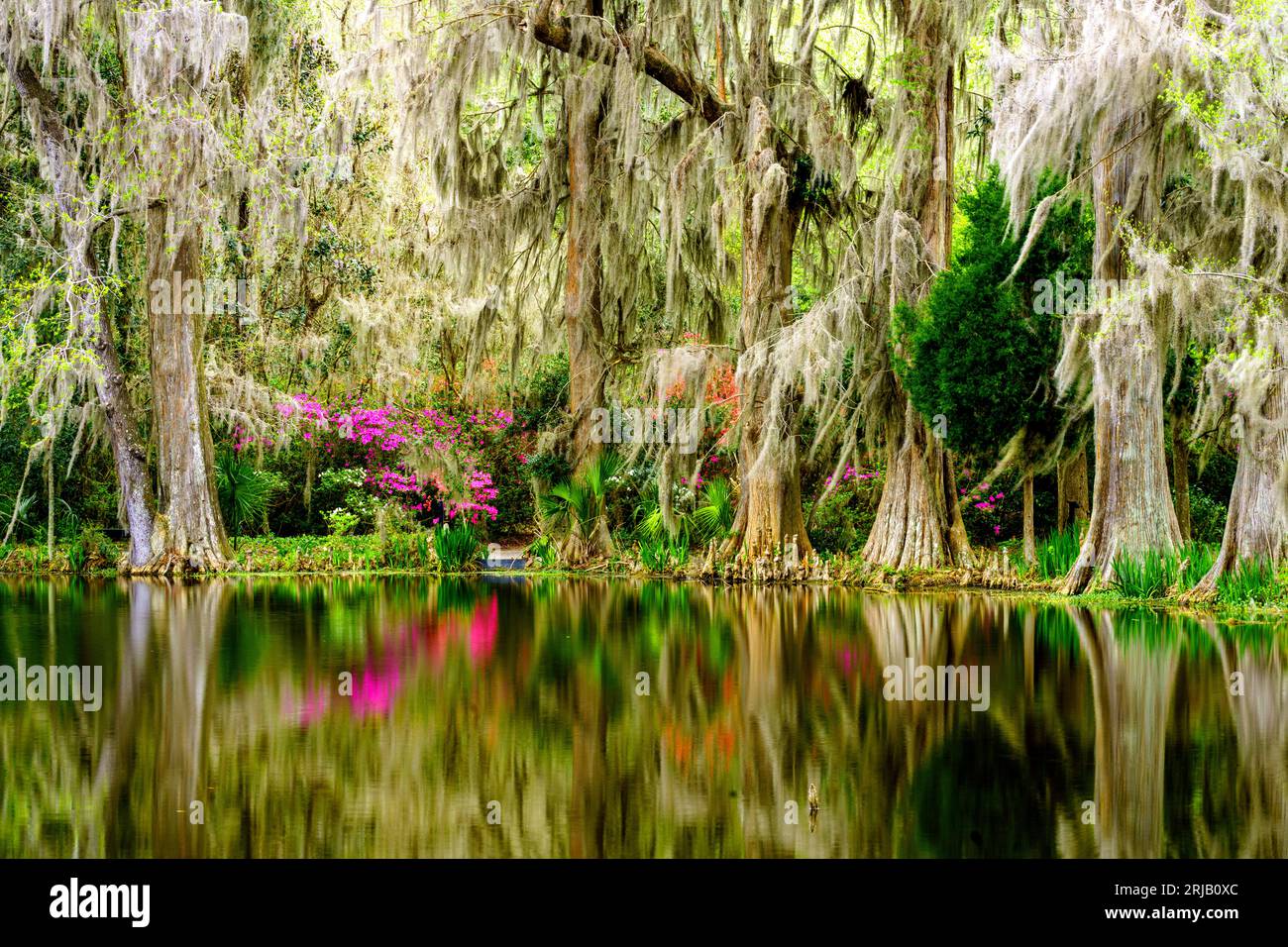Magnolia Plantation and Garden in Spring Charleston, South Carolina ...