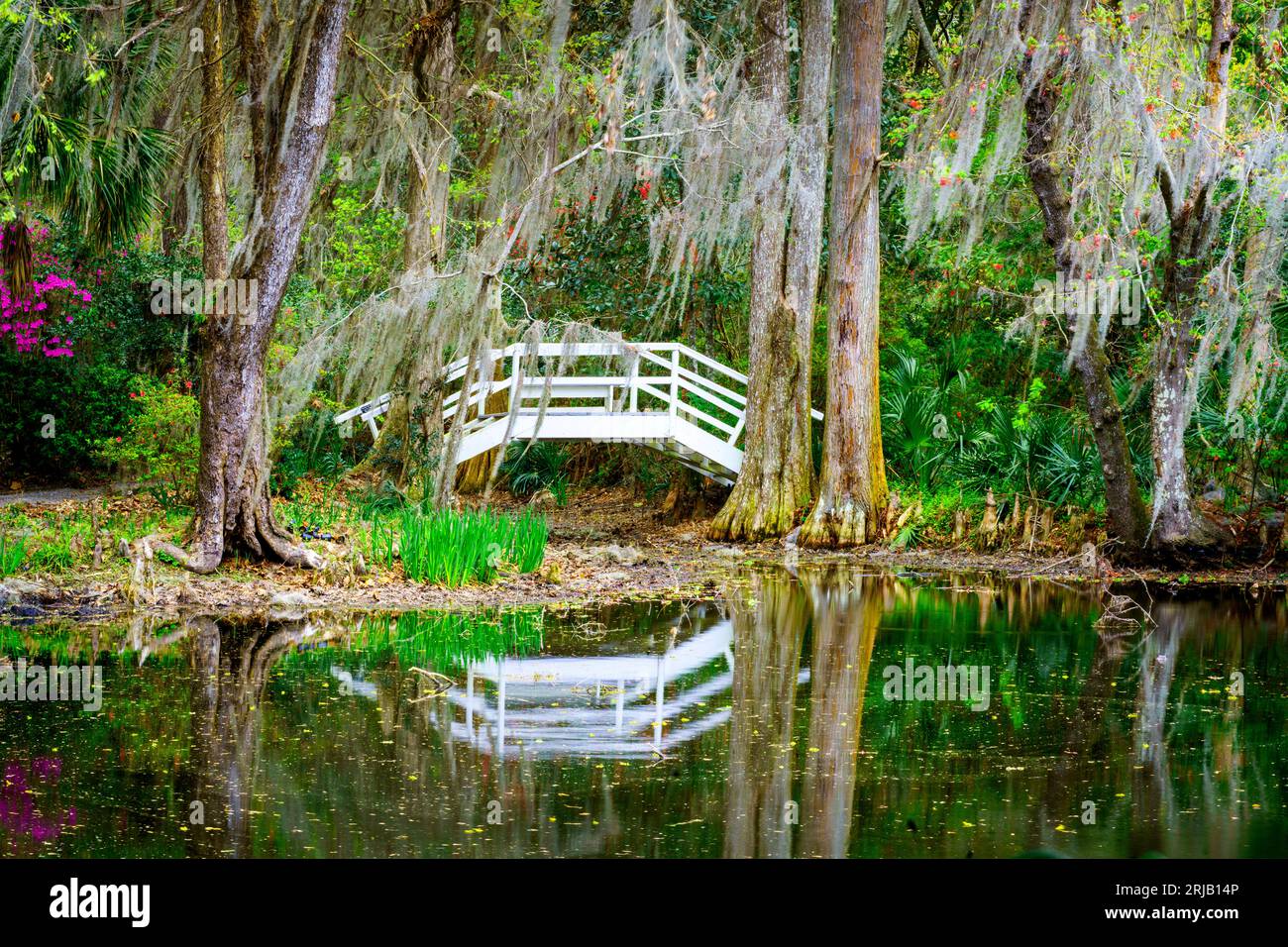 Magnolia Plantation and Garden in Spring Charleston, South Carolina ...