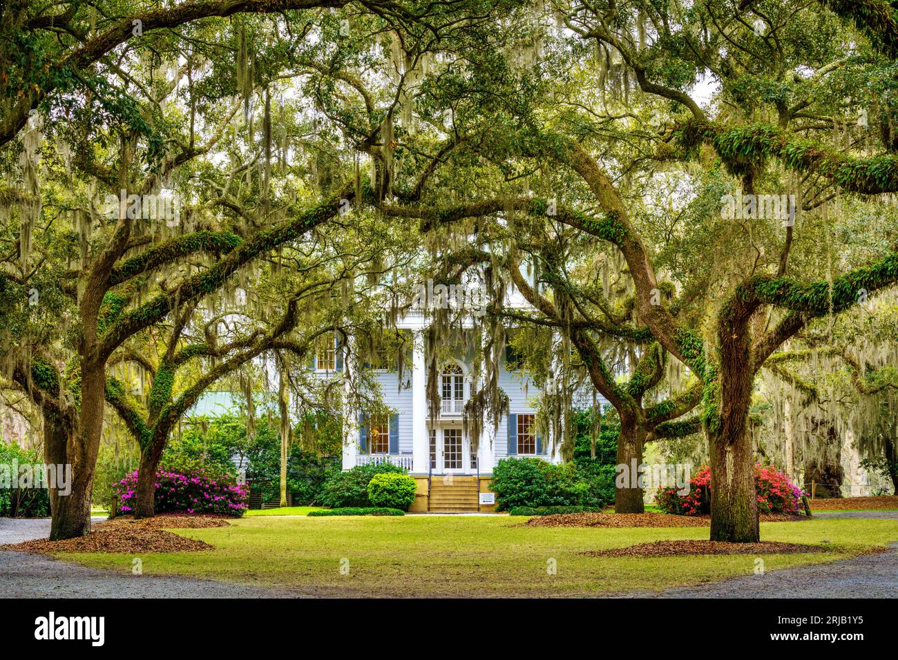 Mc Leod Plantation and Live Oak Trees with Spanish Moss, Charleston ...