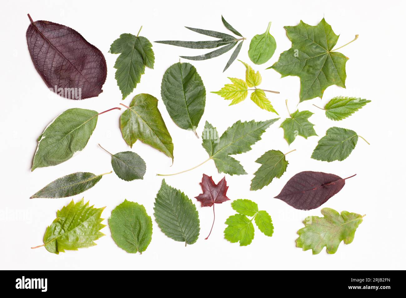 Collection of leaves on a white background Stock Photo - Alamy
