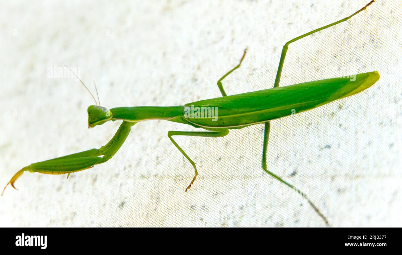Praying mantis hierodula membranacea, close up image ,shallow dof Stock ...