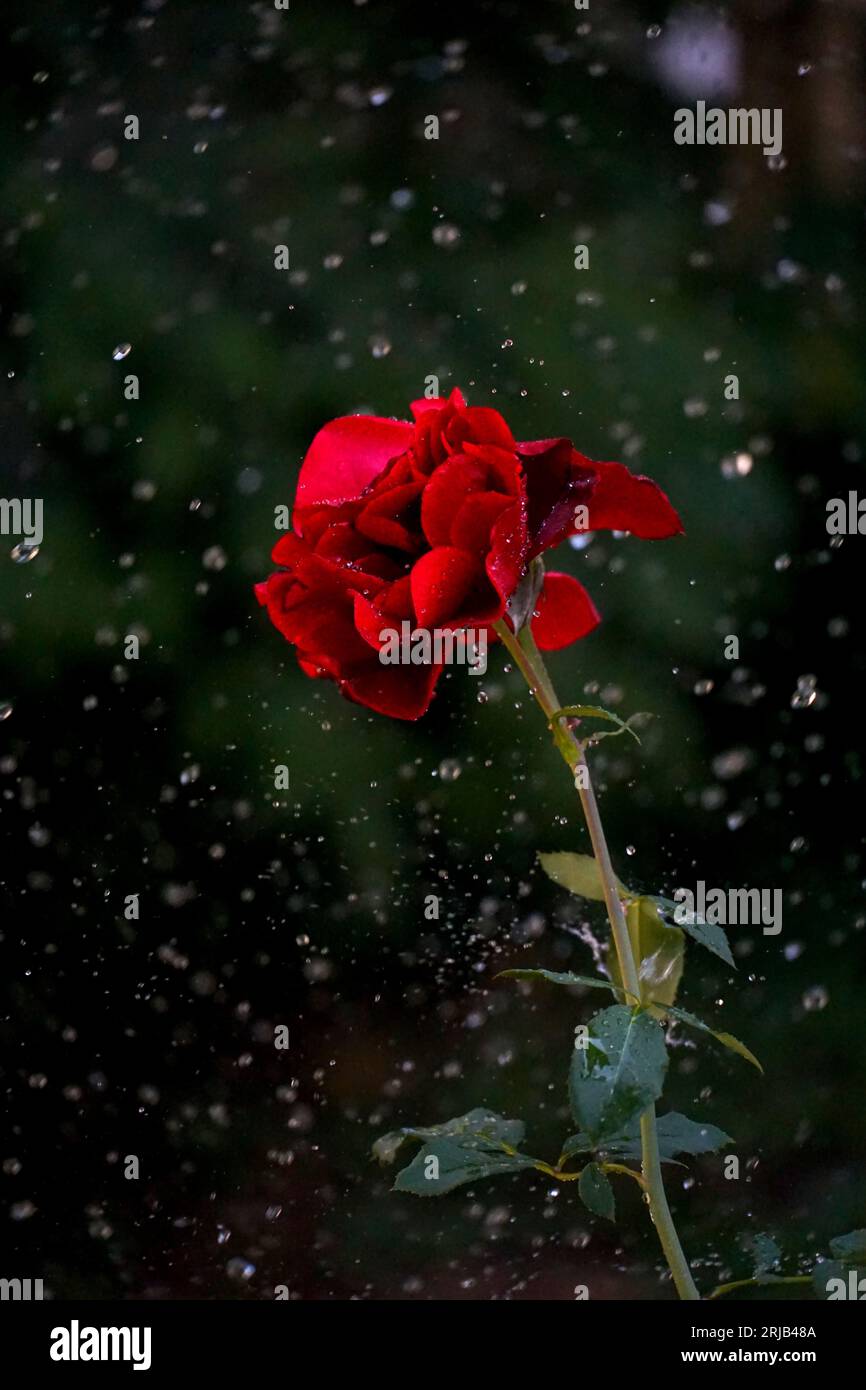 red Rose flower with raindrops on background red roses flowers. Nature ...