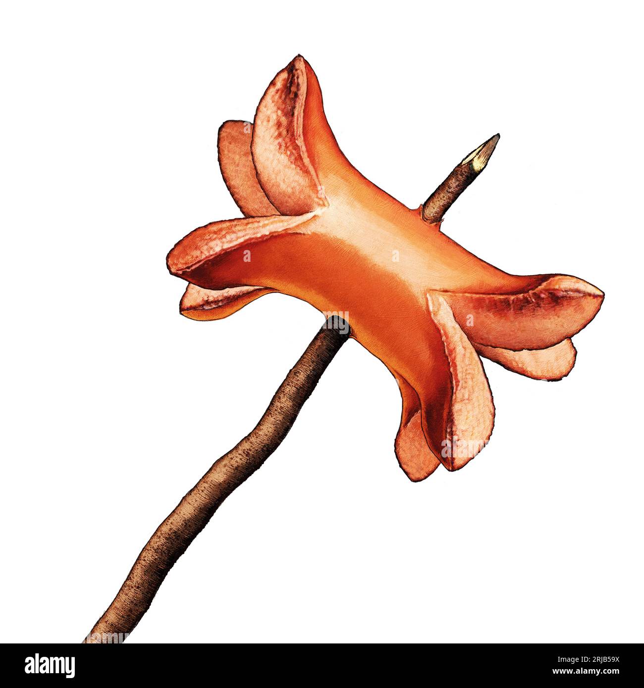 Cervelat bratwurst hi-res stock photography and images - Alamy