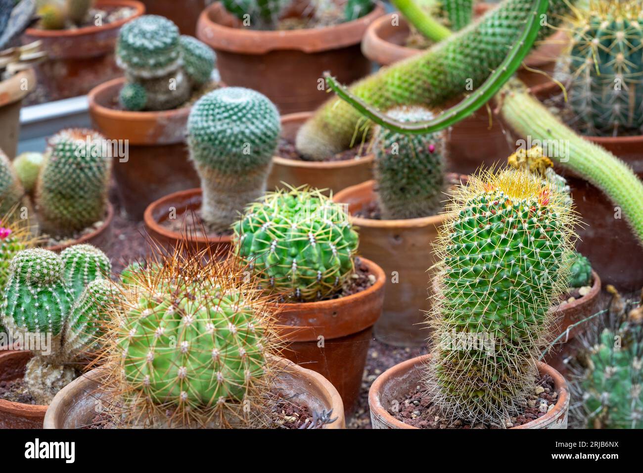 cactus in the botany garden Stock Photo - Alamy