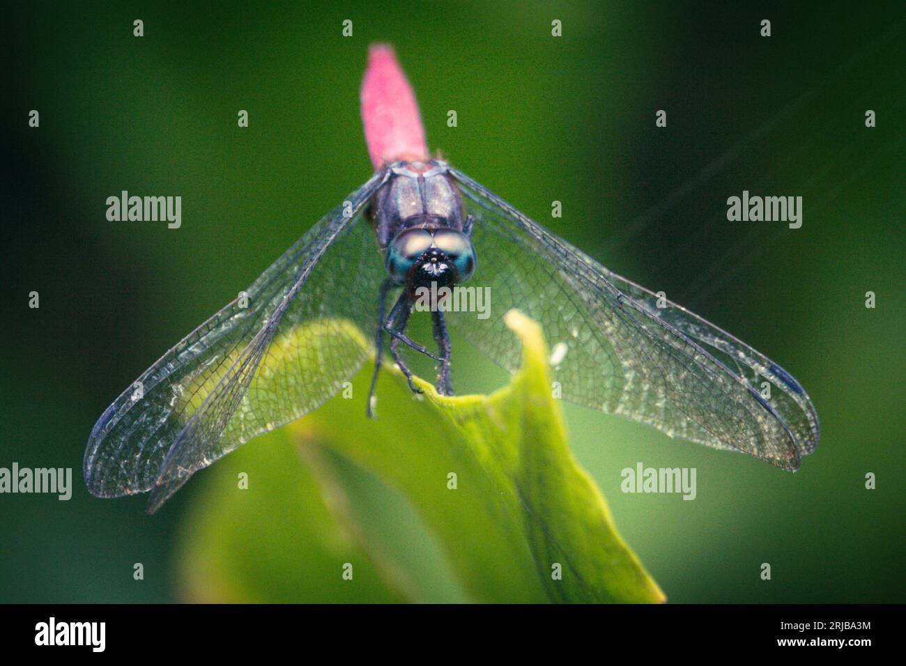 Pink dragonfly on plant Stock Photo - Alamy