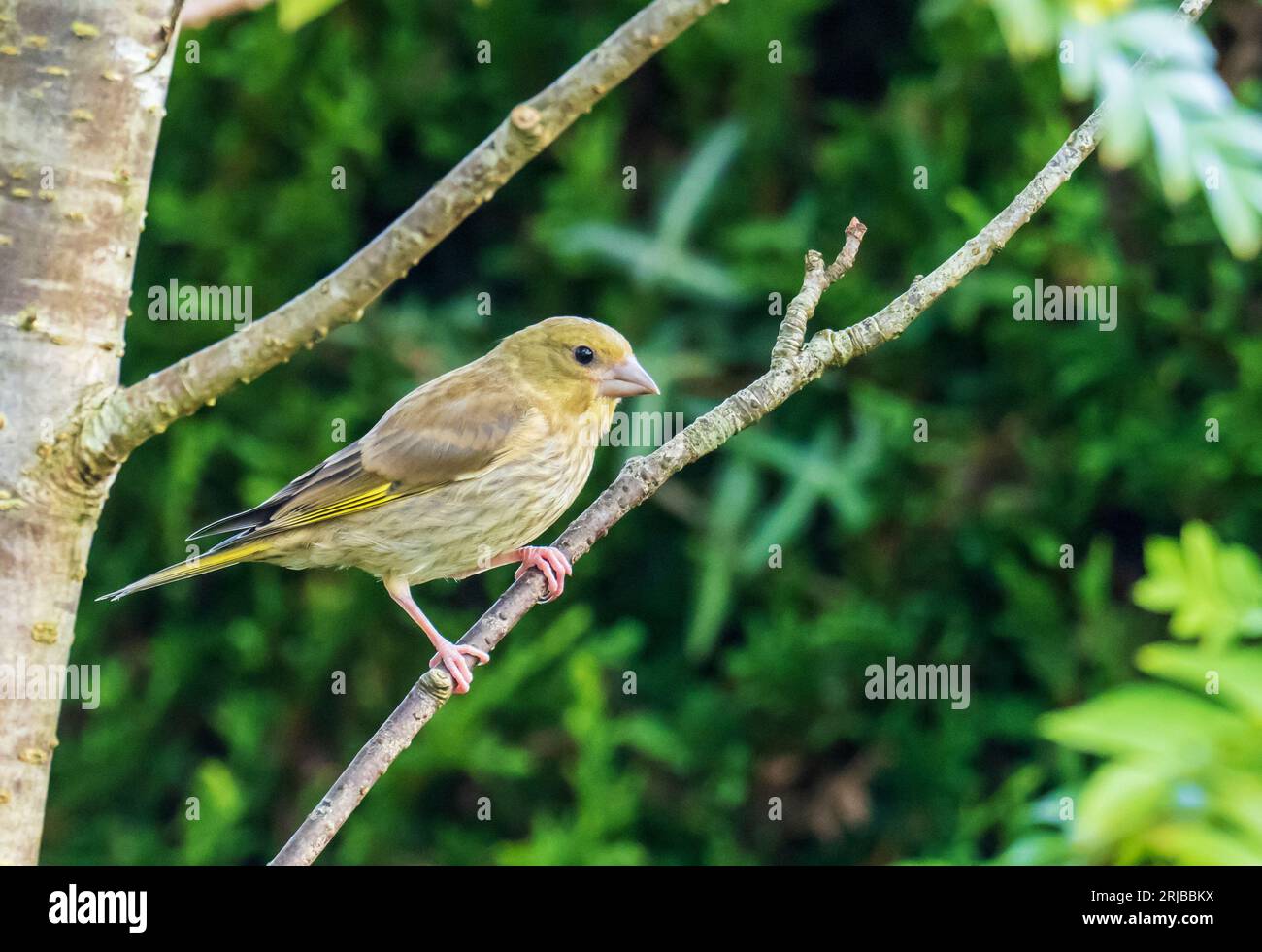 A Greenfinch, Chloris chloris in Ambleside, UK Stock Photo - Alamy