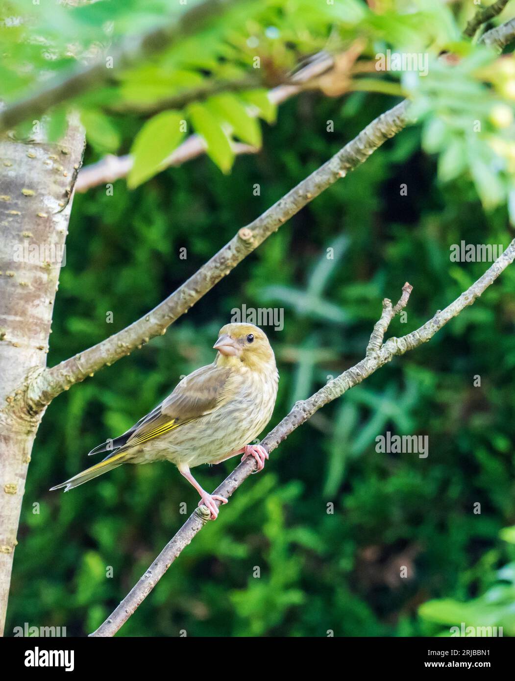 A Greenfinch, Chloris chloris in Ambleside, UK Stock Photo - Alamy