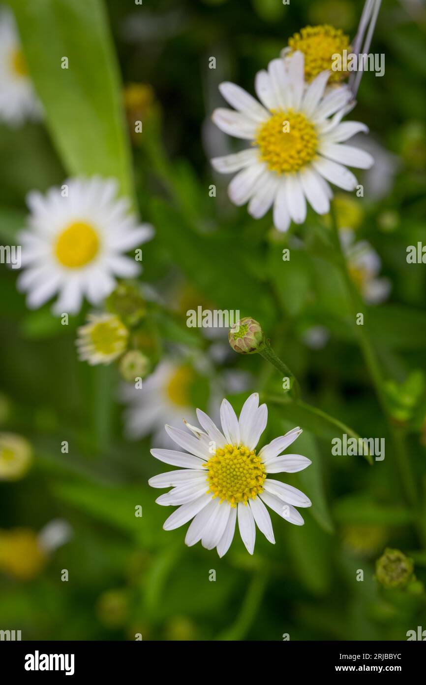 Little white daisy flower with green bokeh baclground Stock Photo - Alamy