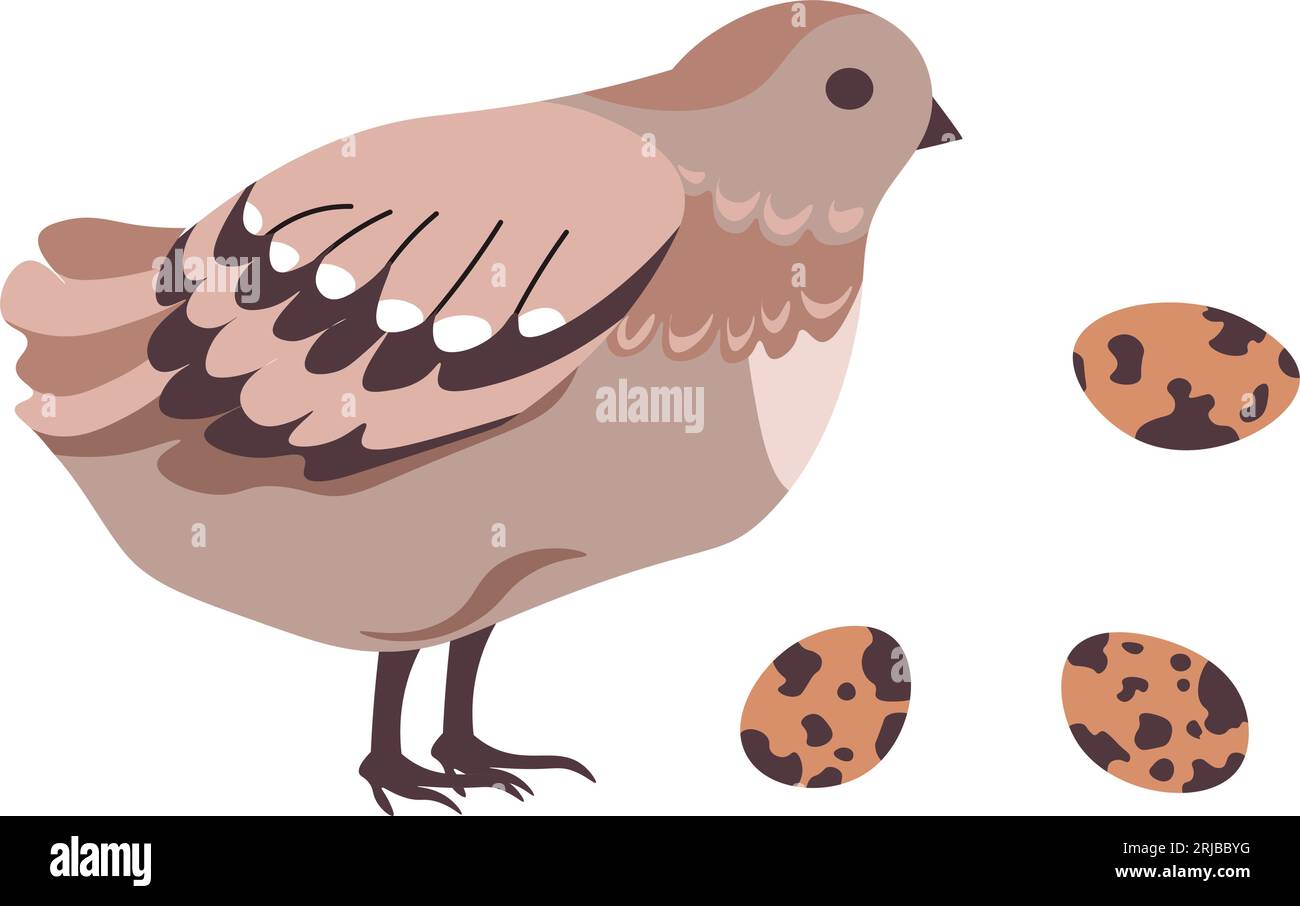 Quail bird with eggs, hatching avian animal vector Stock Vector Image ...