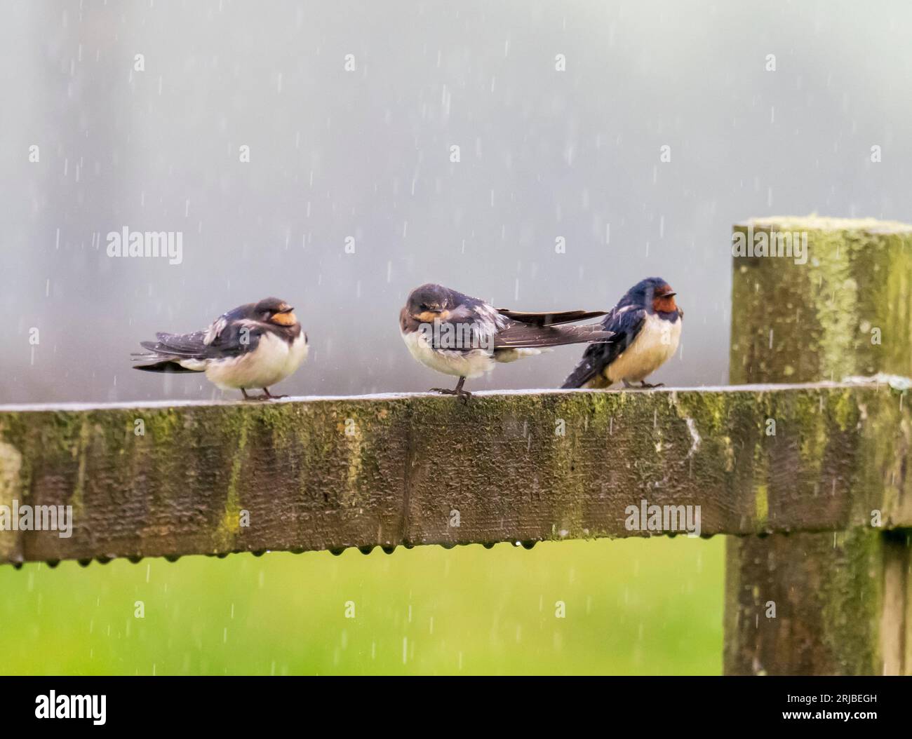 Barn Swallow; Hirundo rustica in heavy rain in Austwick, Yorkshire ...