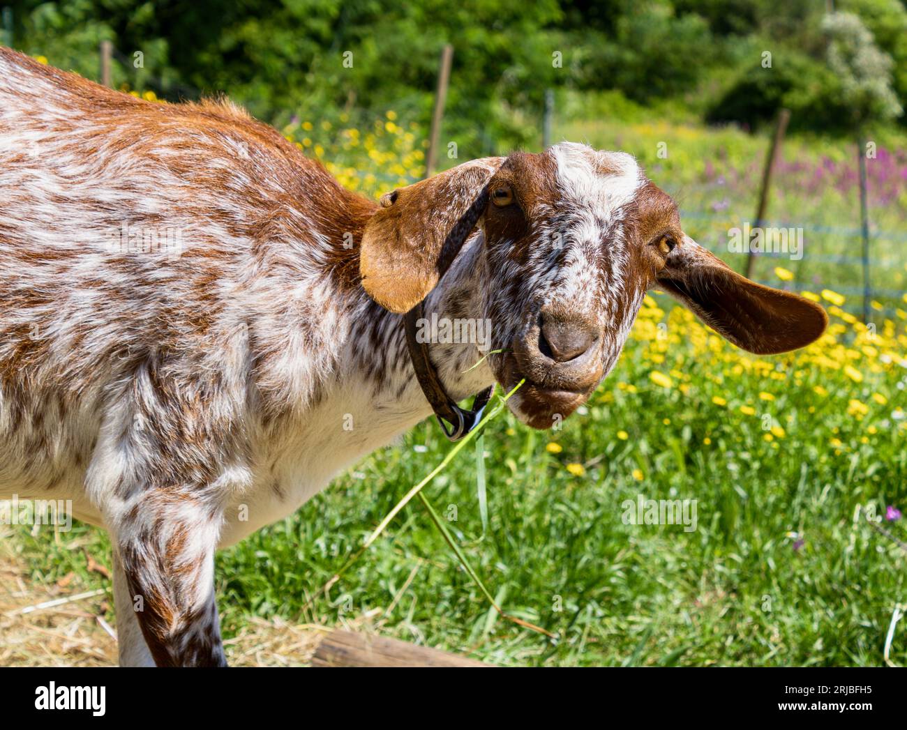 A brown and white nanny goat, chewing on grass Stock Photo - Alamy