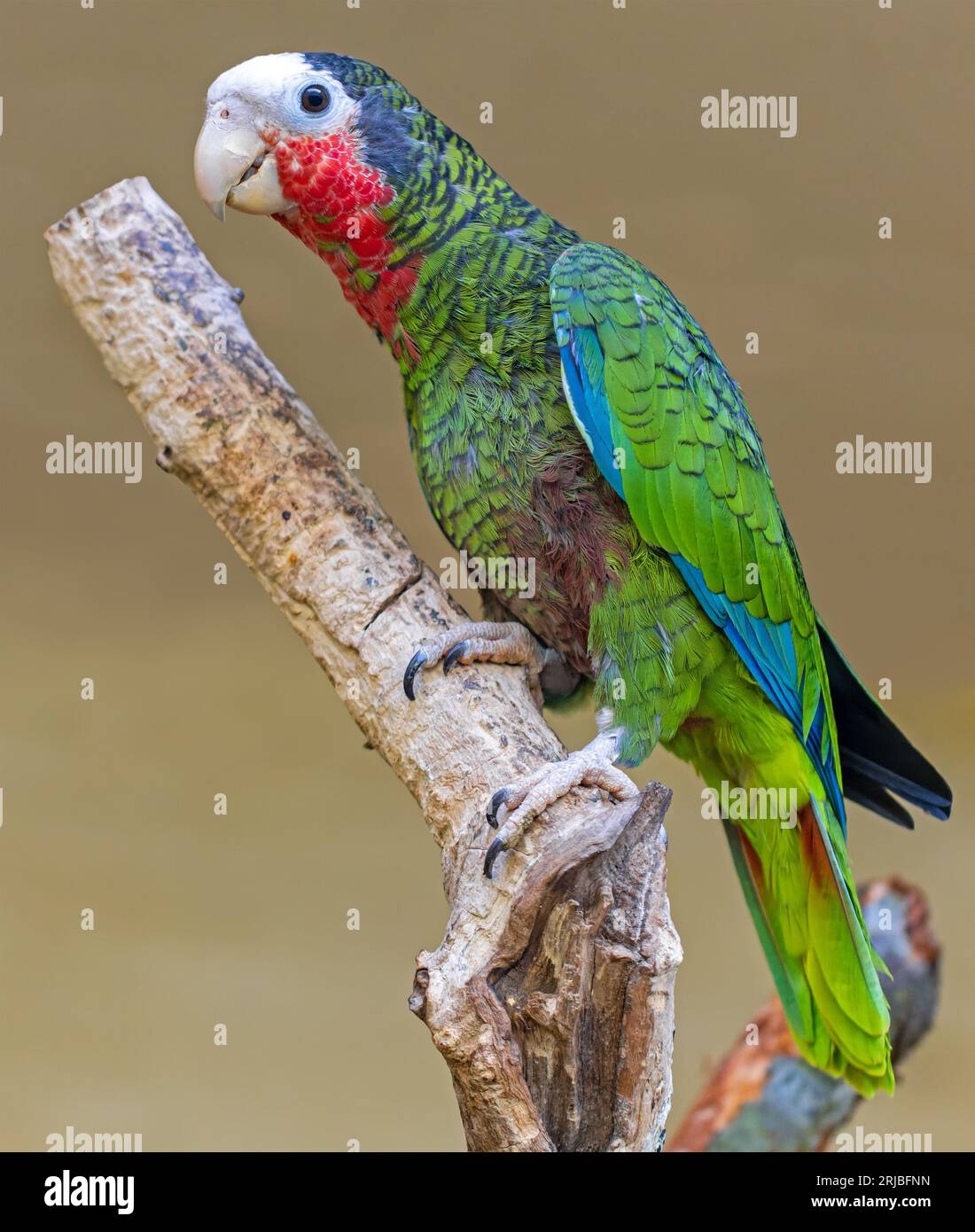 Close-up view of a Cuban amazon (Amazona leucocephala Stock Photo - Alamy