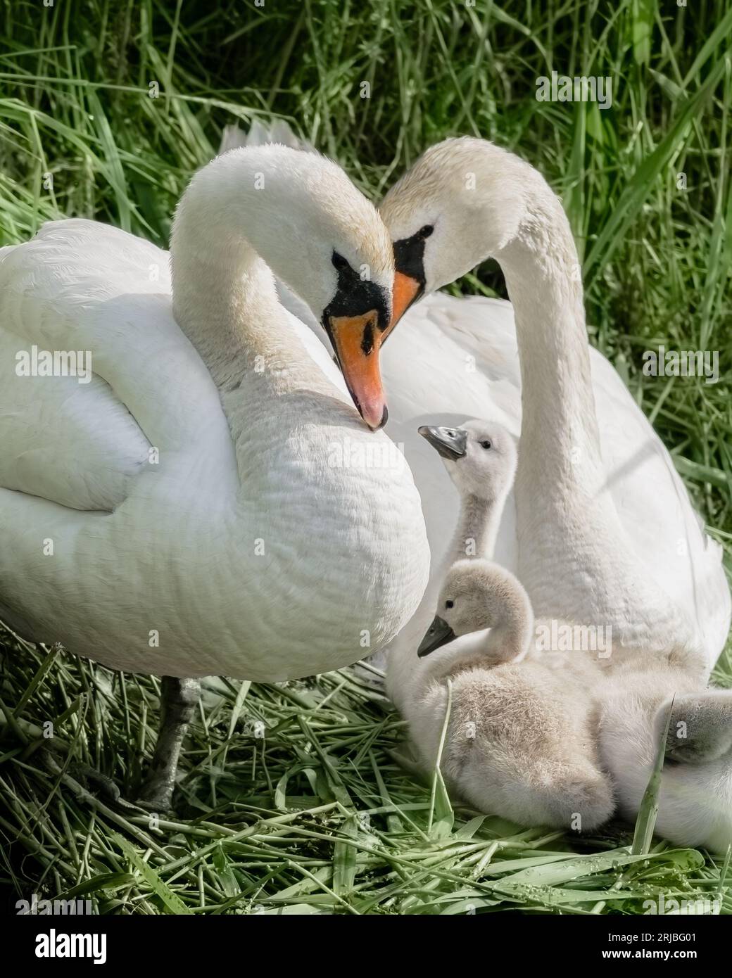 Bank swans hi-res stock photography and images - Alamy