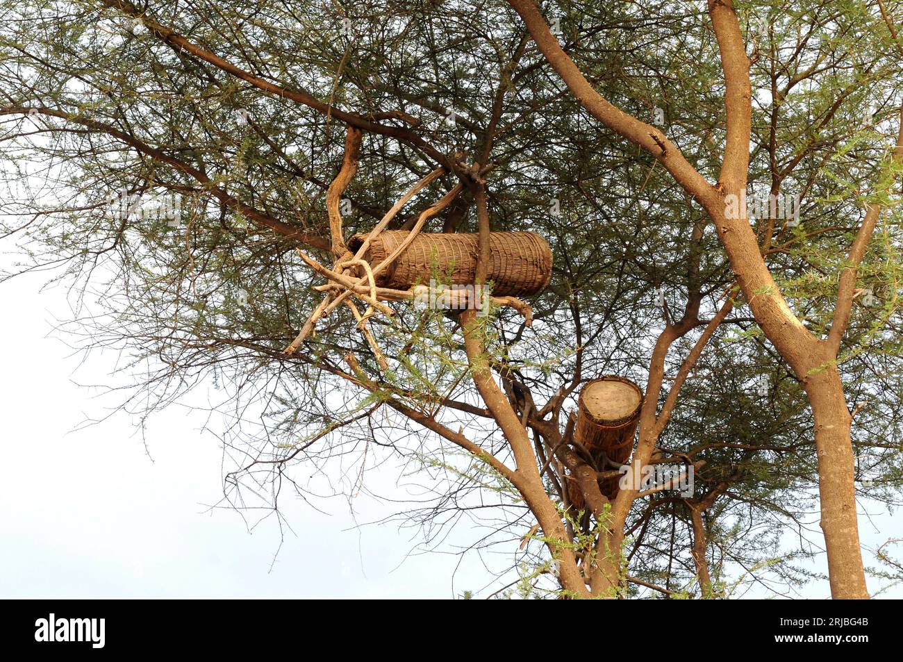 Beehives on an acacia. Omo Valley, Ethiopia Stock Photo - Alamy