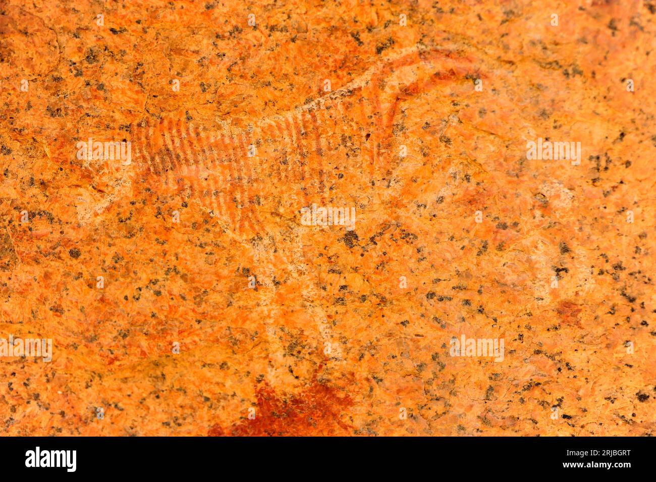 Petroglyphs, zebra engraved on granite rock. Spitzkoppe, Namib Desert ...