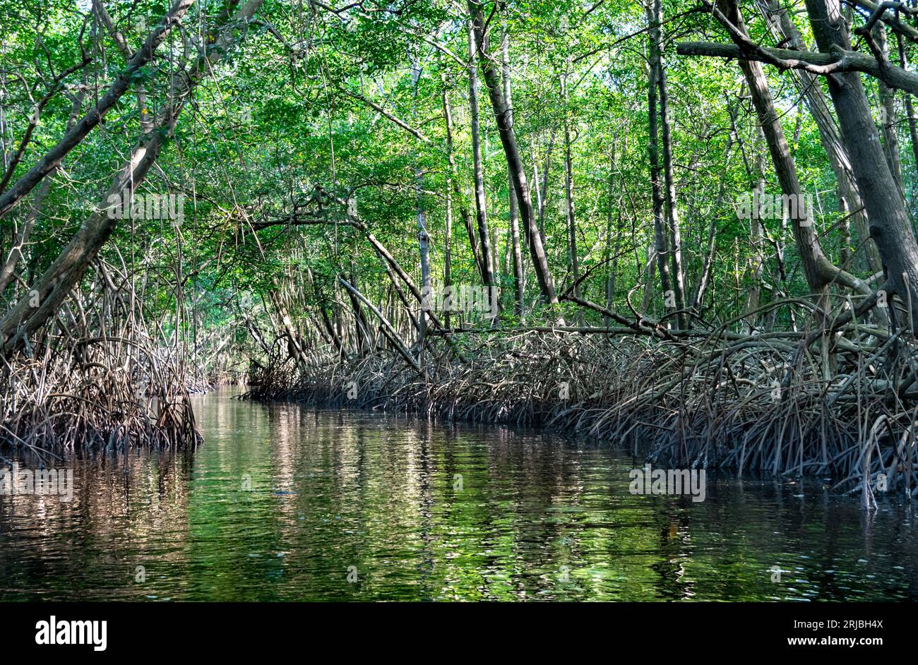 Swamp cutting through the mangrove forest of Trinidad with reflections ...