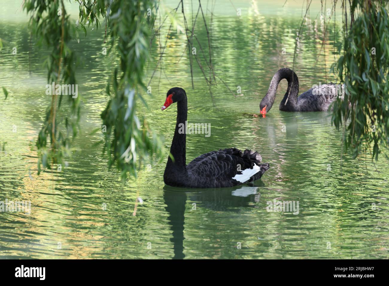 Germany black swan hi-res stock photography and images - Alamy