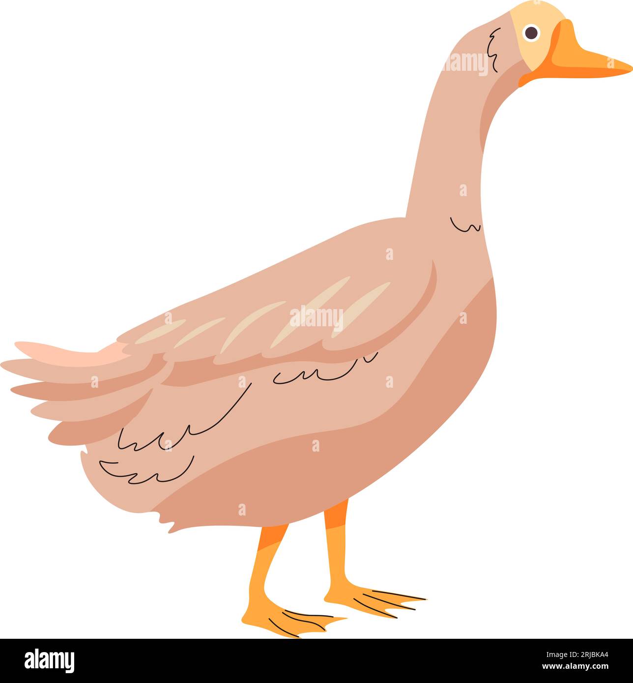 Domestic duck eye Stock Vector Images - Alamy