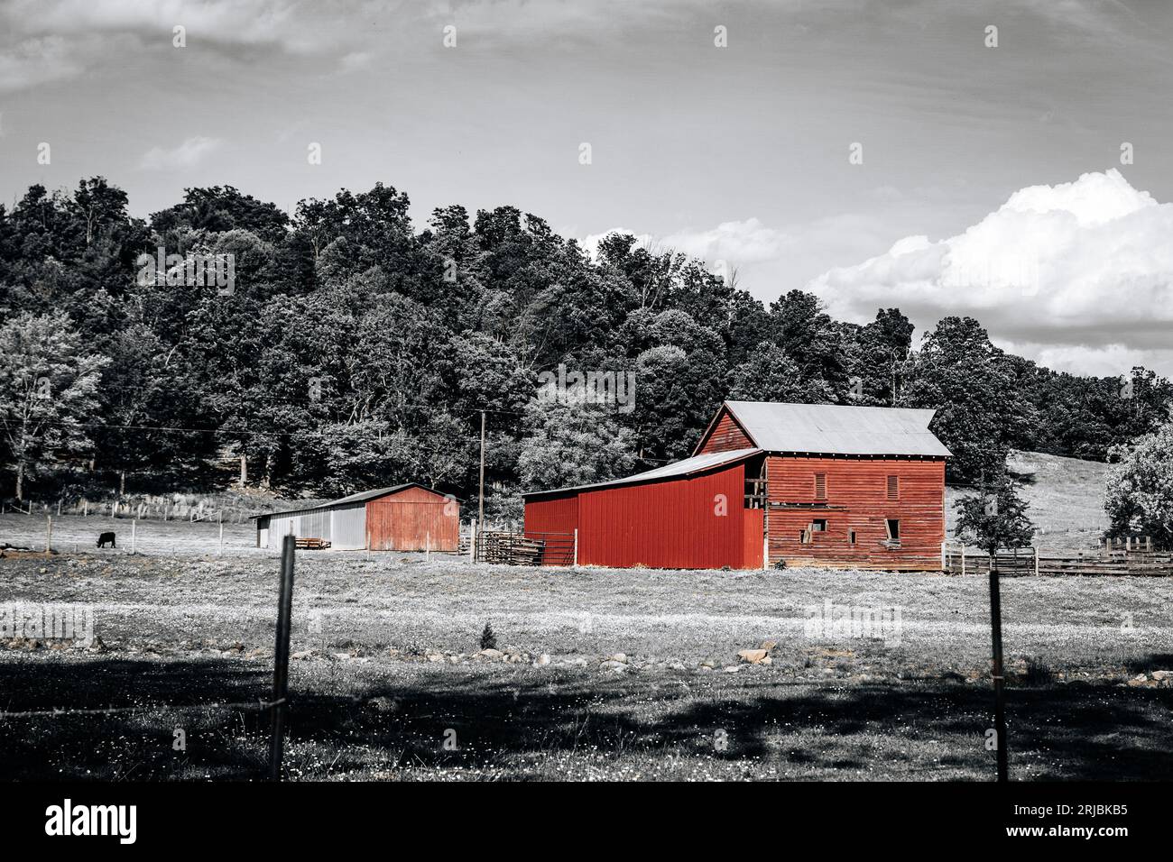 A selective color of a rustic red barn on a rural farm surrounded by ...