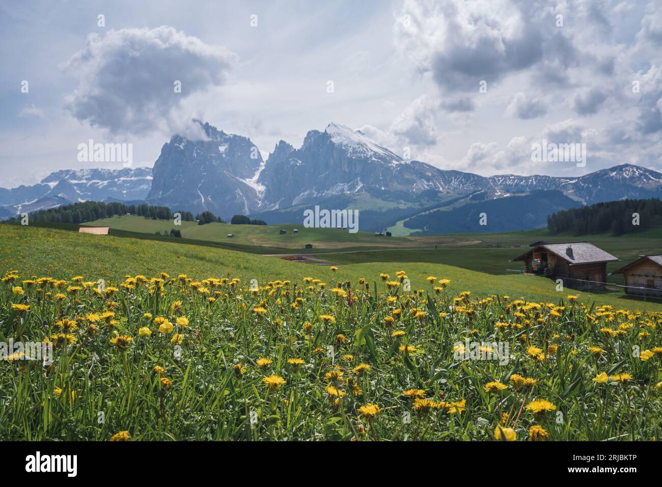 Italy Dolomites in spring time, Alpe di Siusi, green grassland and ...