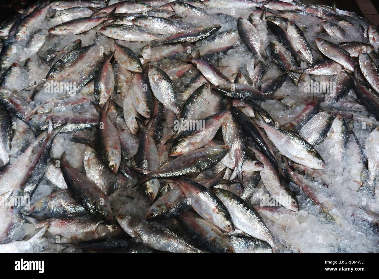 Chandpur fishmarket the largest wholesale market of Hilsha fish in ...