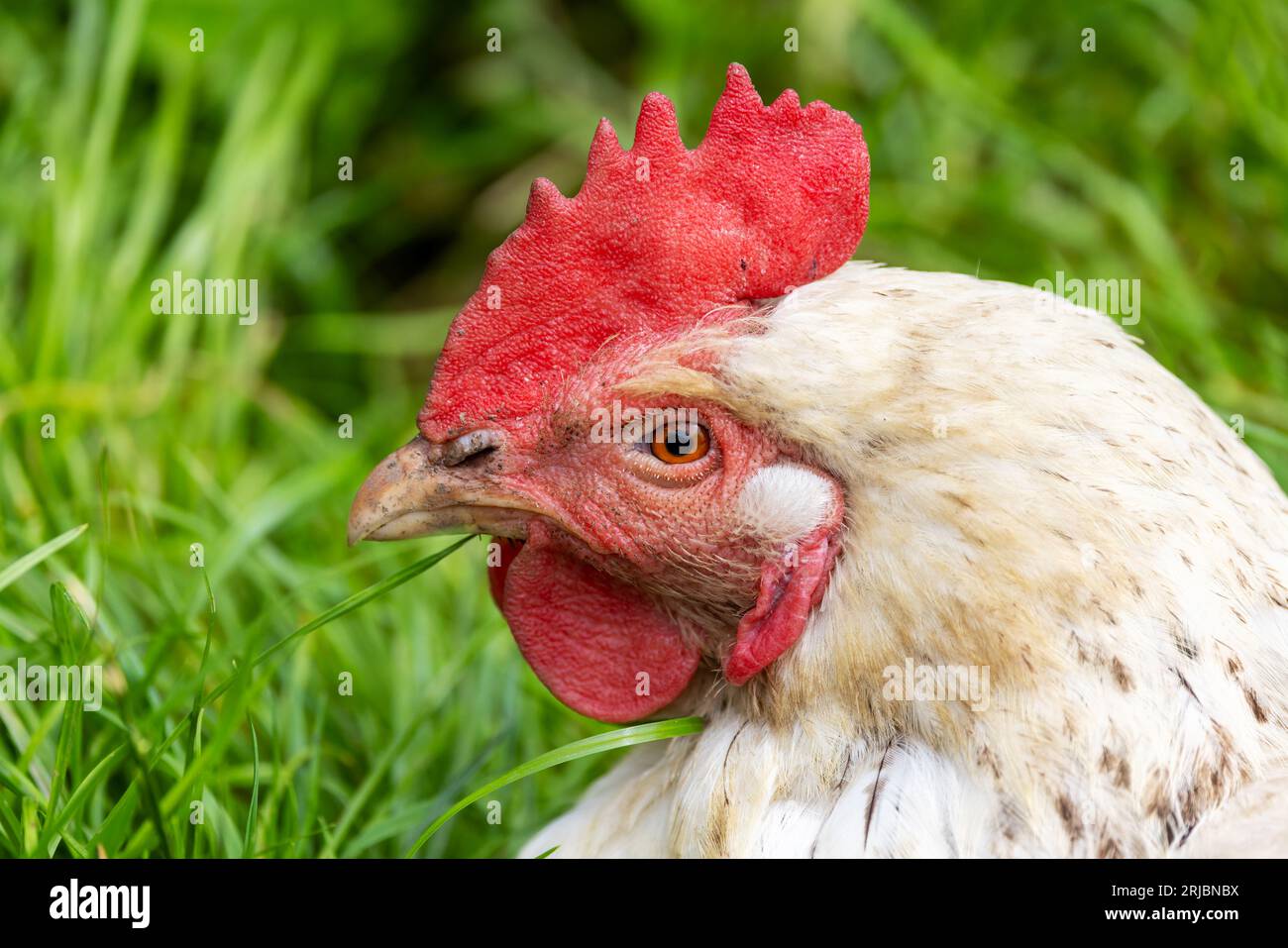 Poultry farm ireland hi-res stock photography and images - Alamy