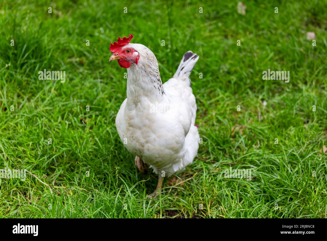Hen or female chicken with white feathers and red comb and wattles side ...