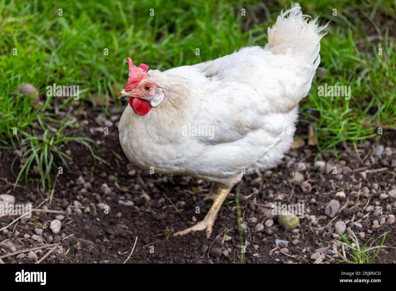 White Female Chickens
