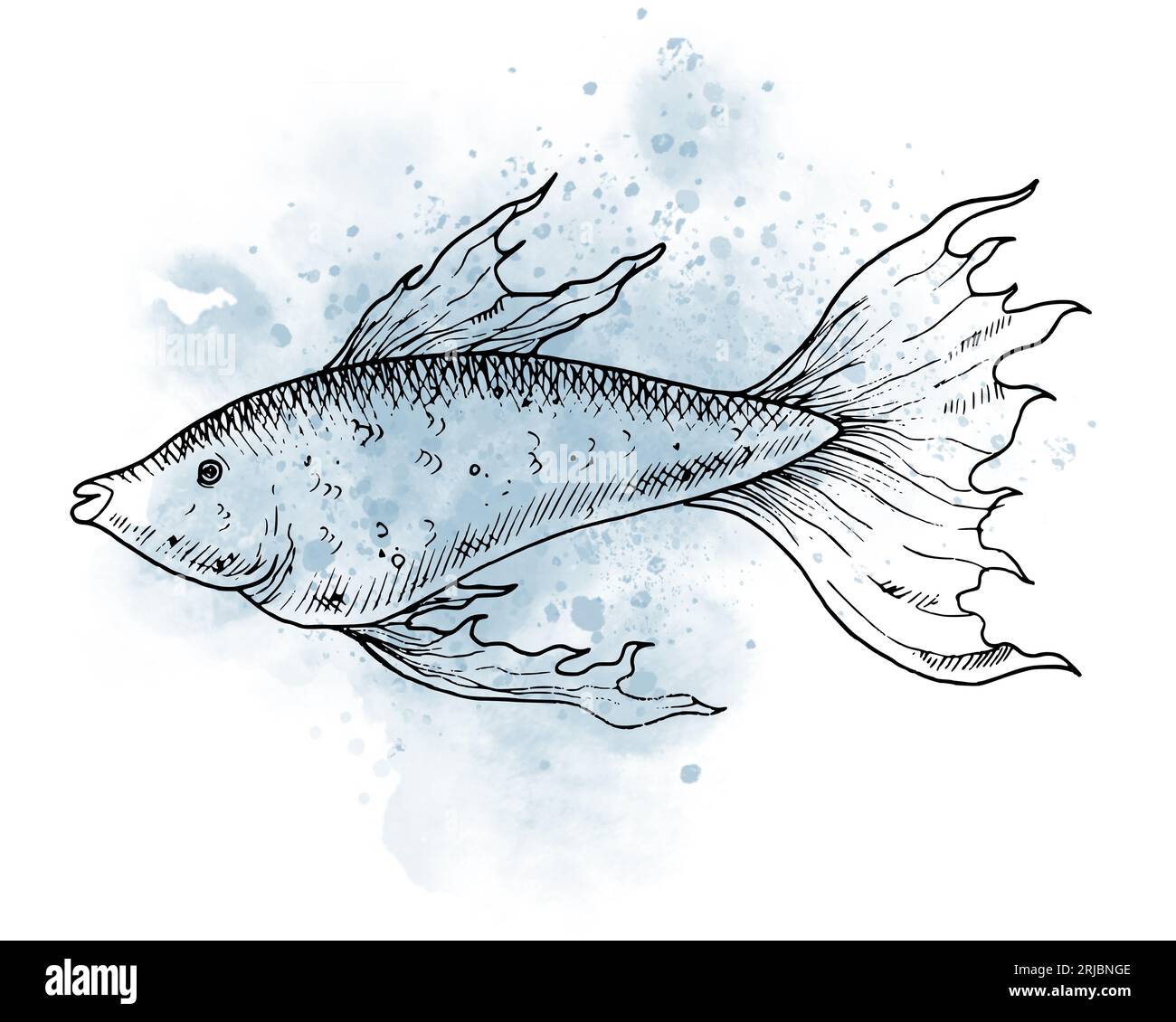 Graphic Drawing of Guppy Fish with watercolor spot. Hand drawn illustration of underwater sea ...