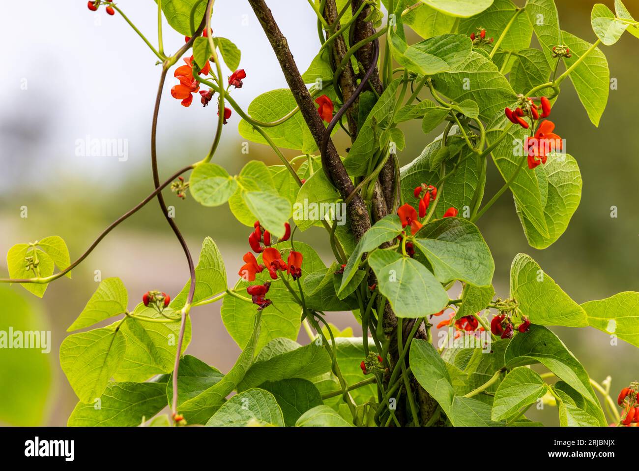 Red Flowering Bean Plant